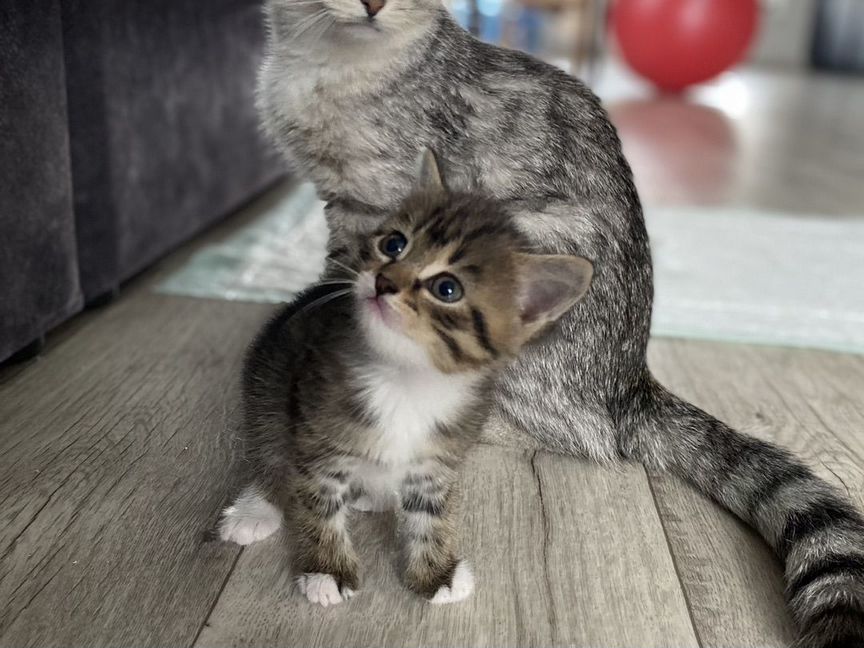 Котятки