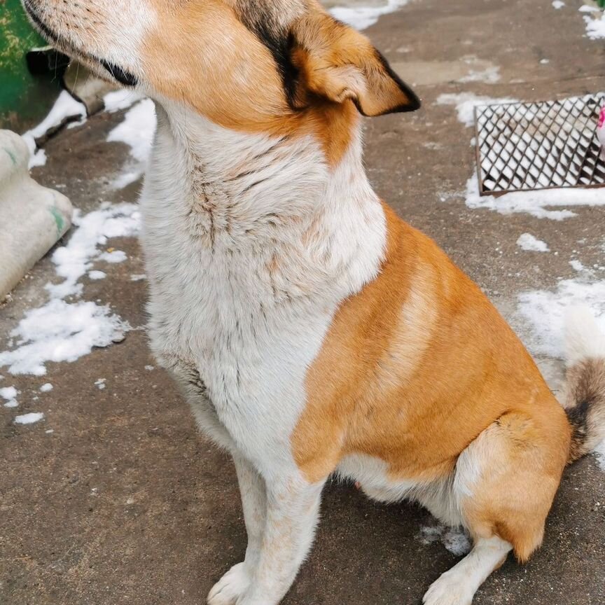 Собака мальчик охранник