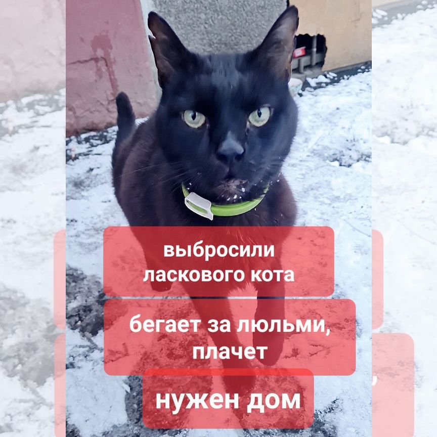 Взрослый кот в добрые руки