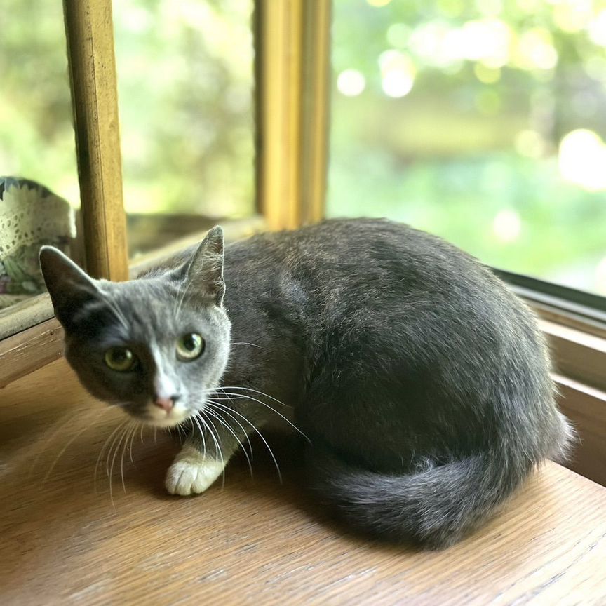 Ласковую кошечку подбросили на стройку