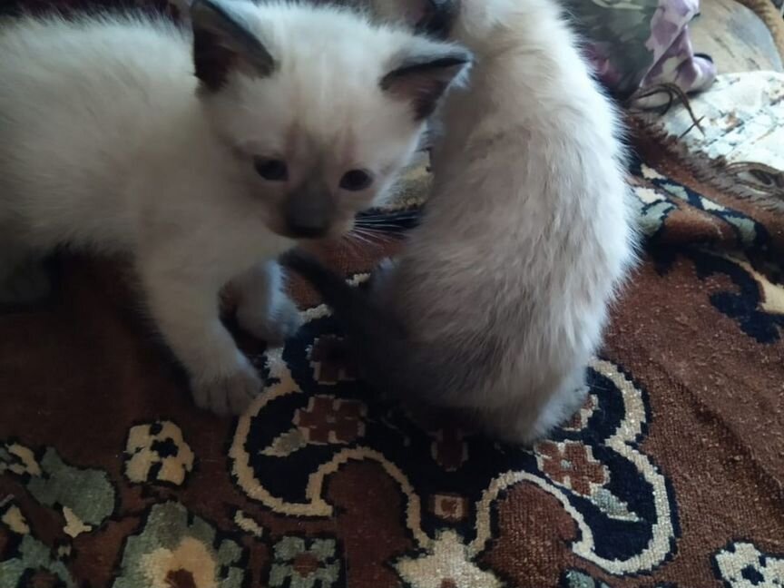 Сиамские котята