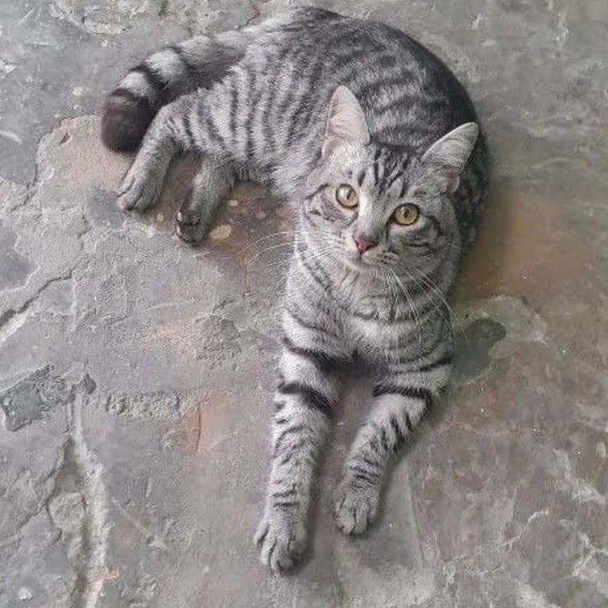 Котик в добрые руки