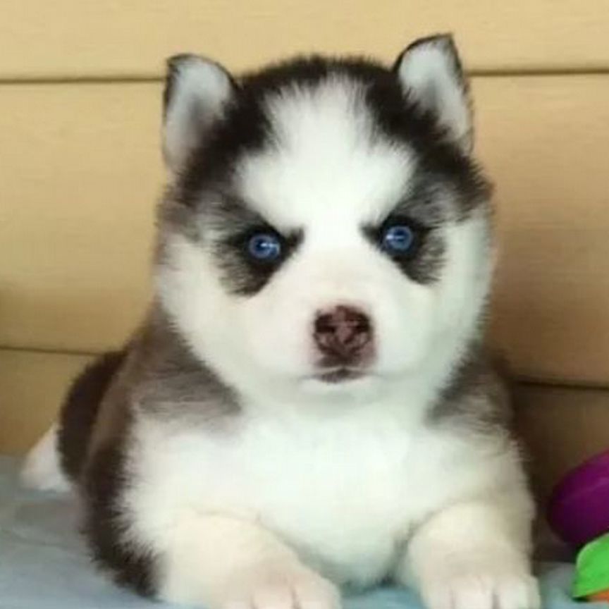 Чудесные Хаски