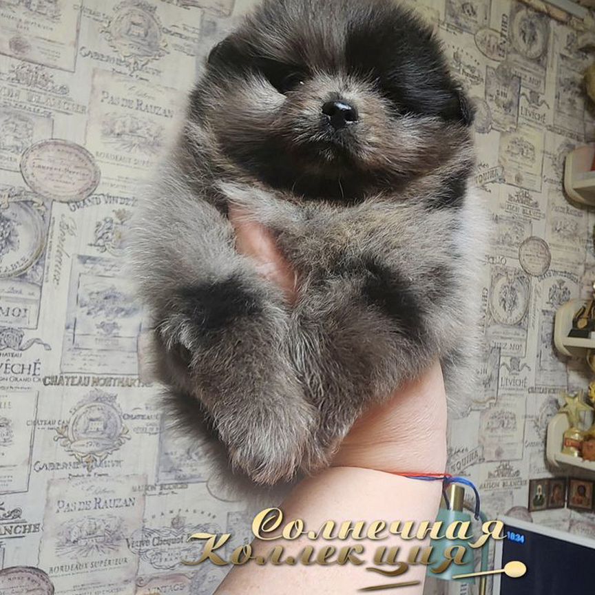 Шпицуля девчуля эксклюзивного редкого мраморного о