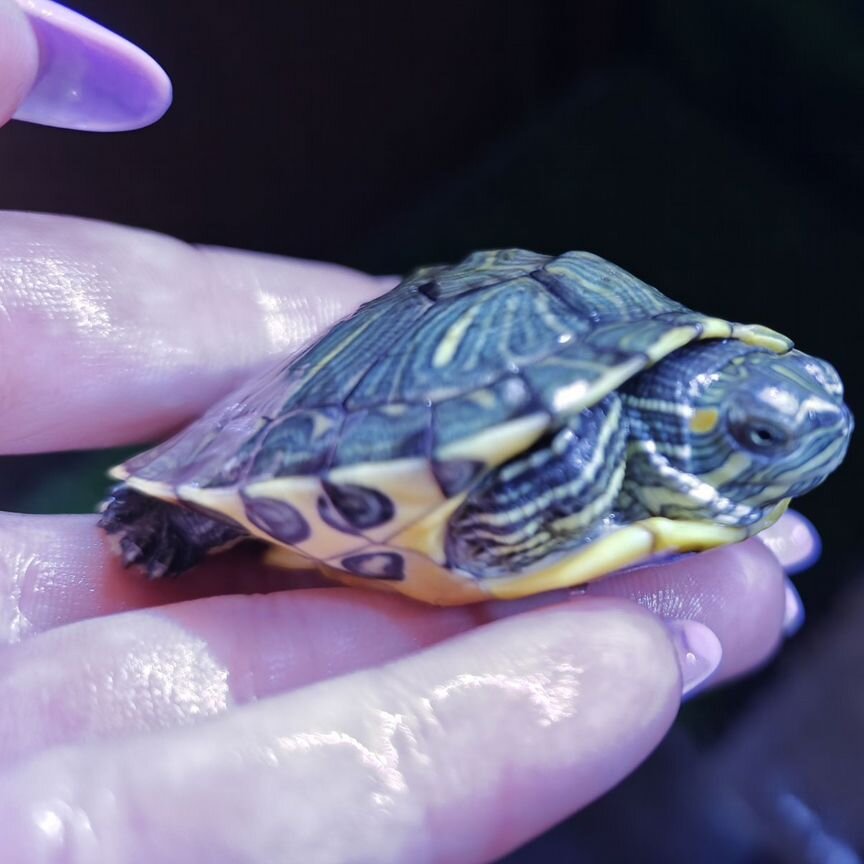 Отдам маленькую красноухую черепашку