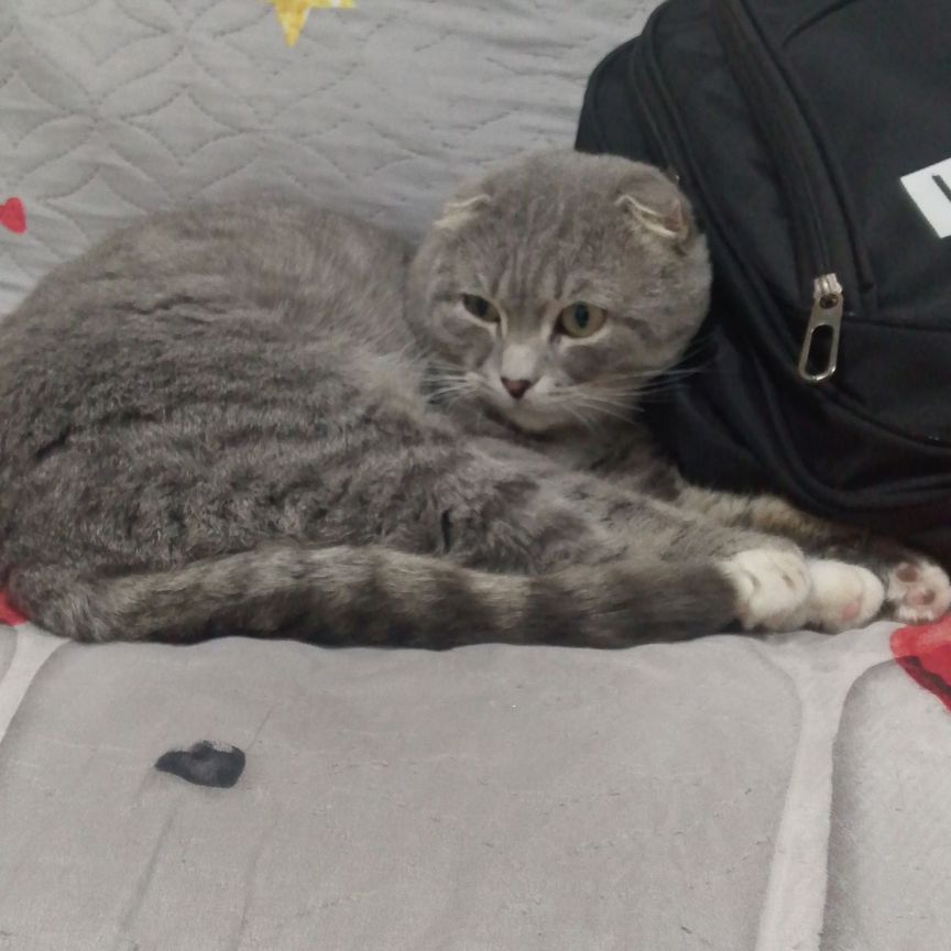 Продам кота,веслоухиий, мальчик за 4 тыч