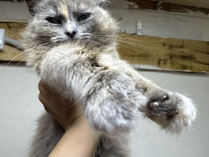 Ласковая кошка Ласка в добрые руки