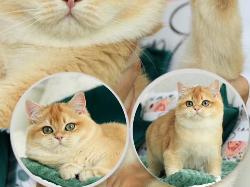 Британская золотая шиншилла