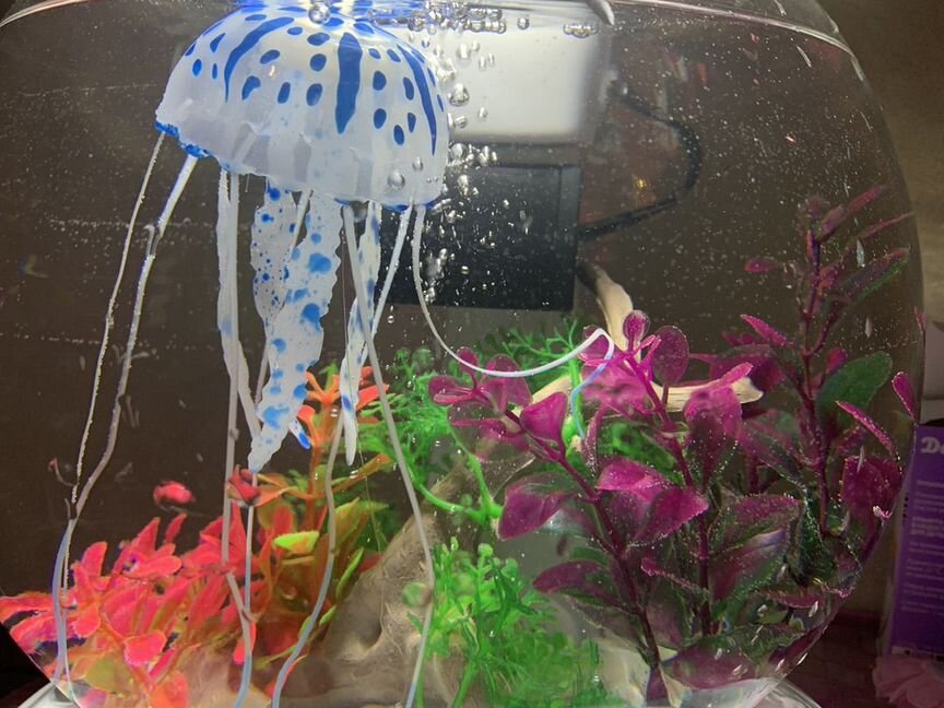 Аквариум тетра