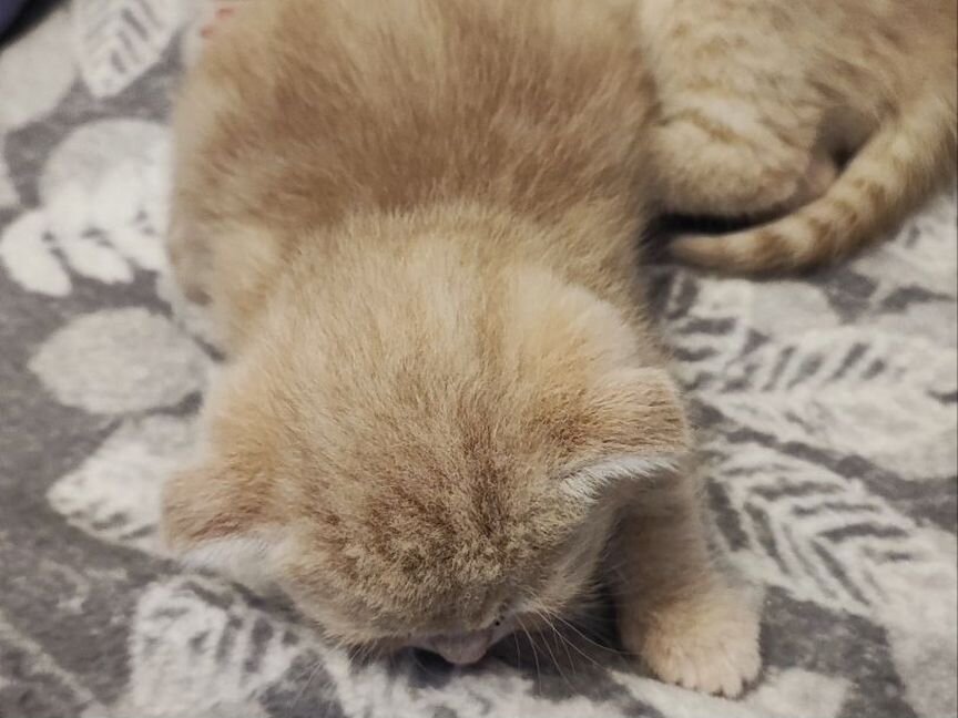 Котята