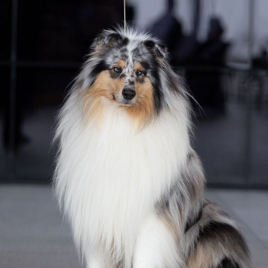 Колли вязка