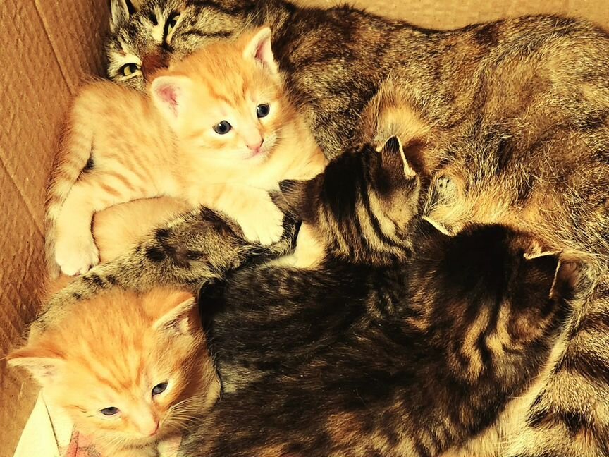 Котята метис