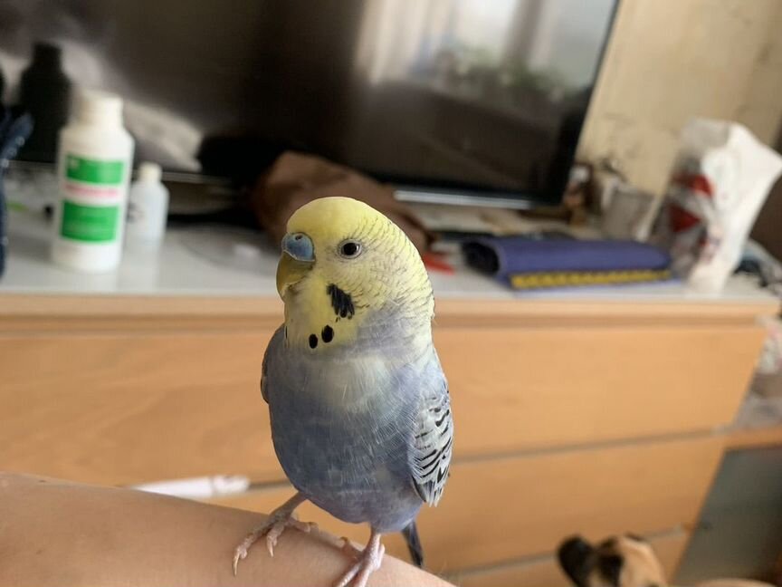 Волнистый попугай, девочка и мальчик