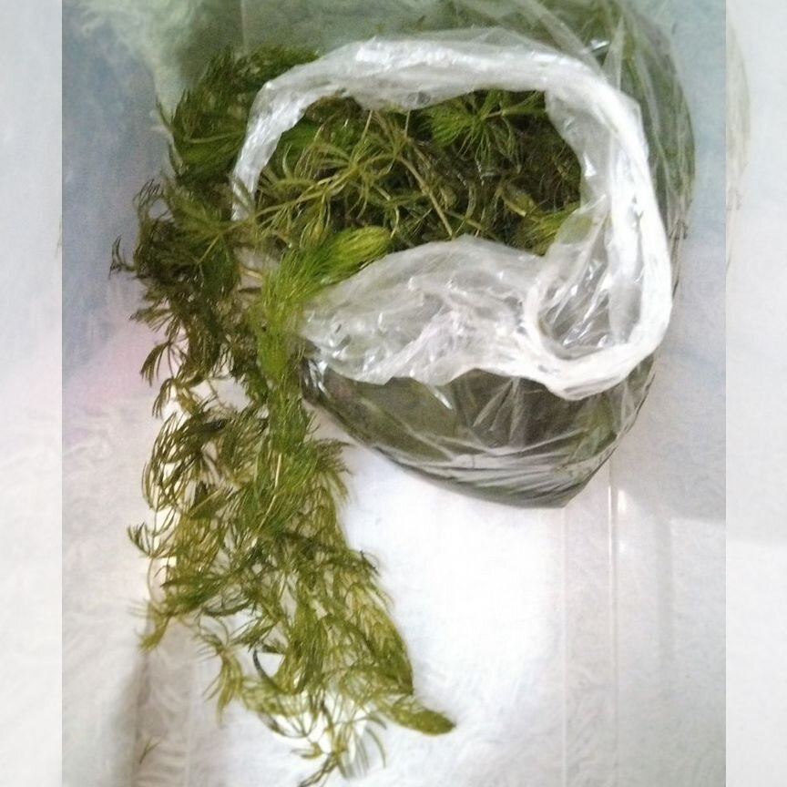 Аквариумное растение роголистник