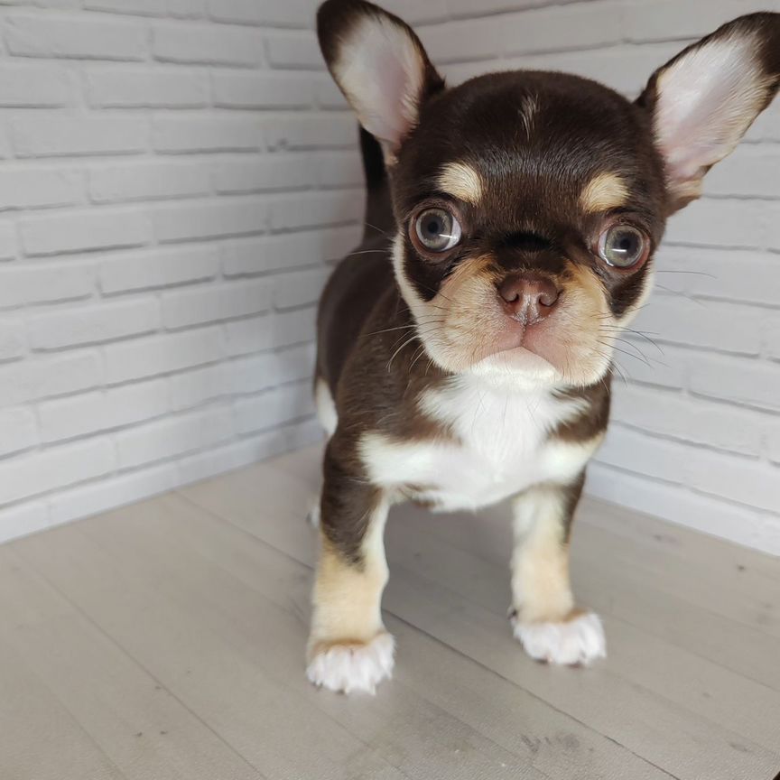 Щенки чихуахуа