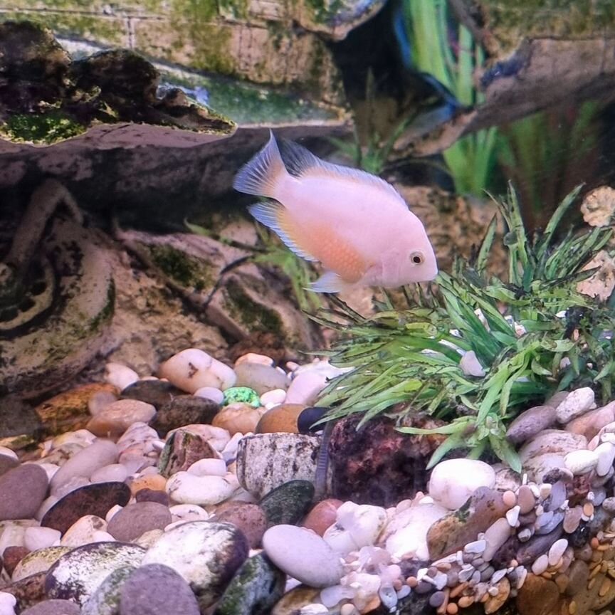 Фламинго цихлид