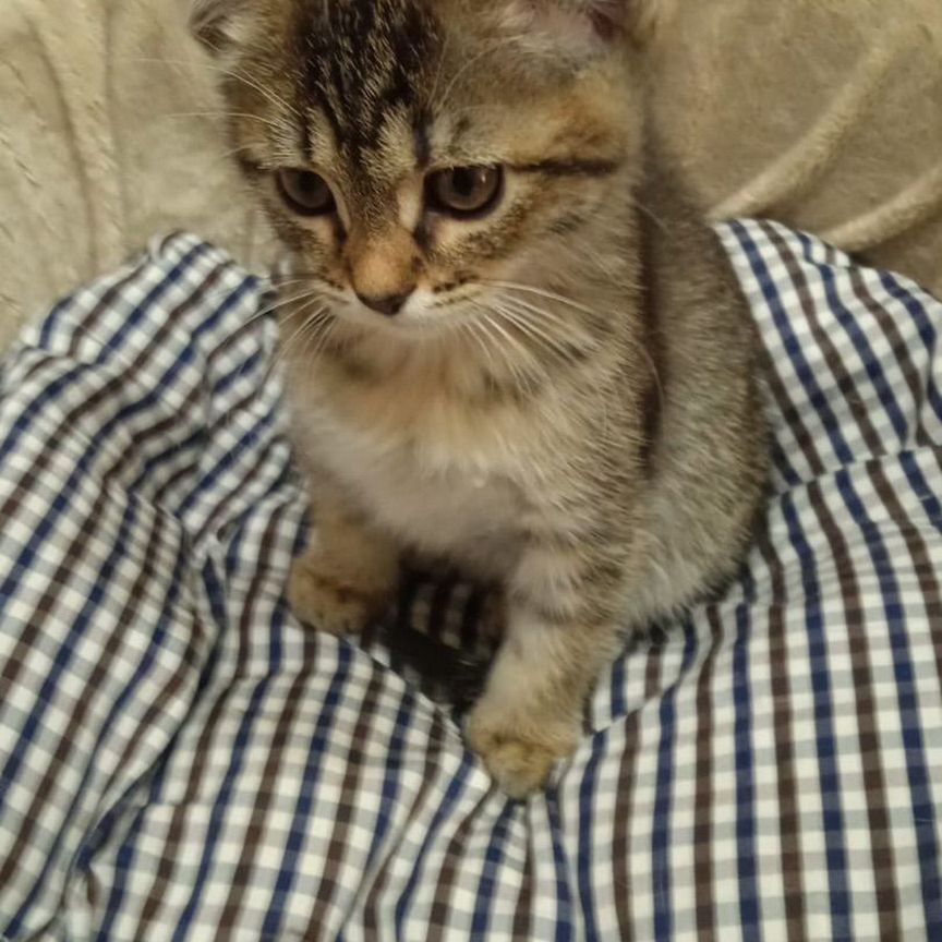 Малышка котенок в дар