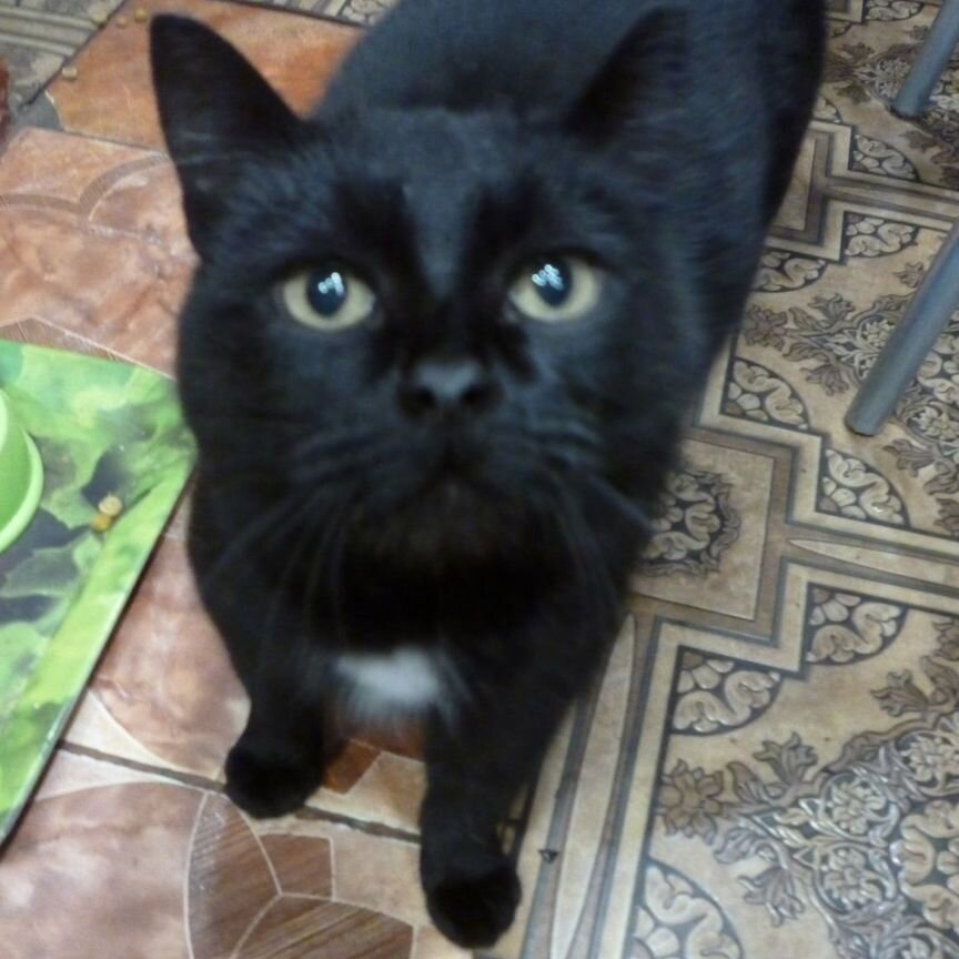 Взрослая кошка в добрые руки