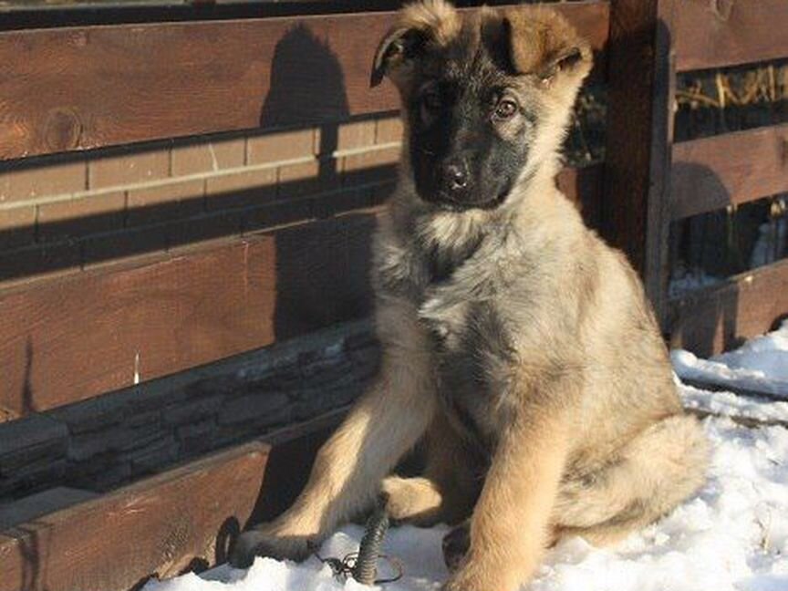 Щенки зонарные и волчьи охранные немецкие овчарки