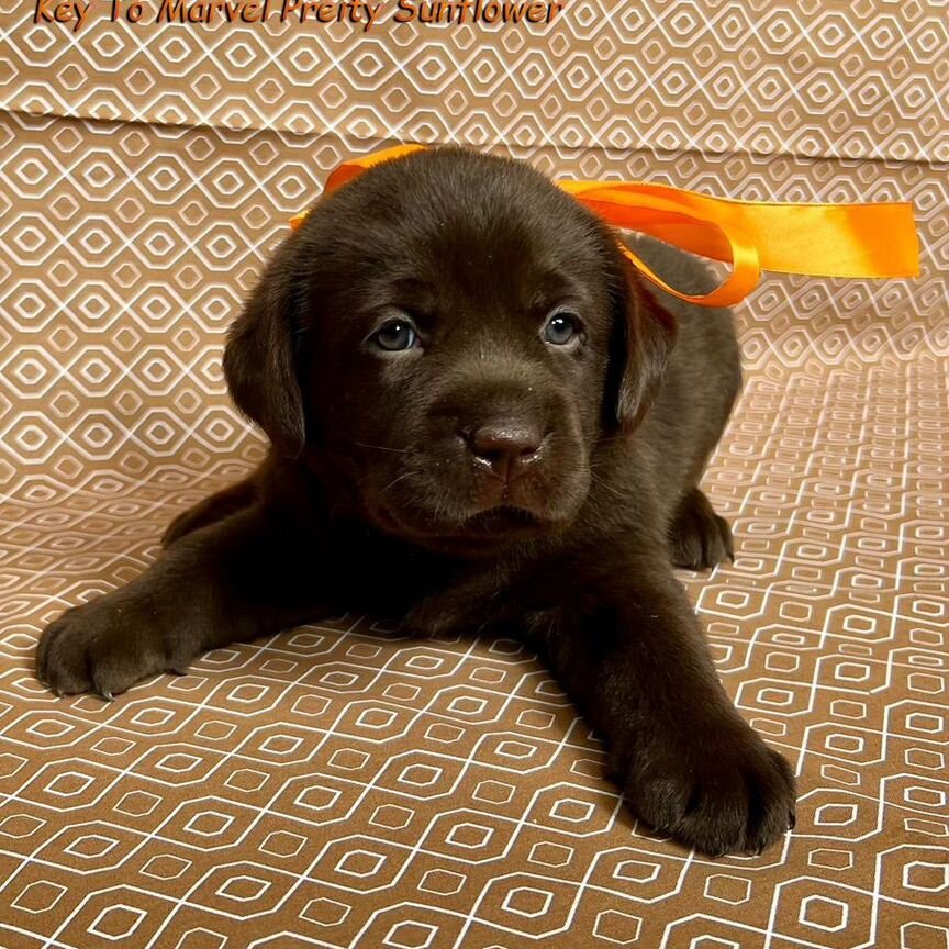 Шоколадки из проф. питомника