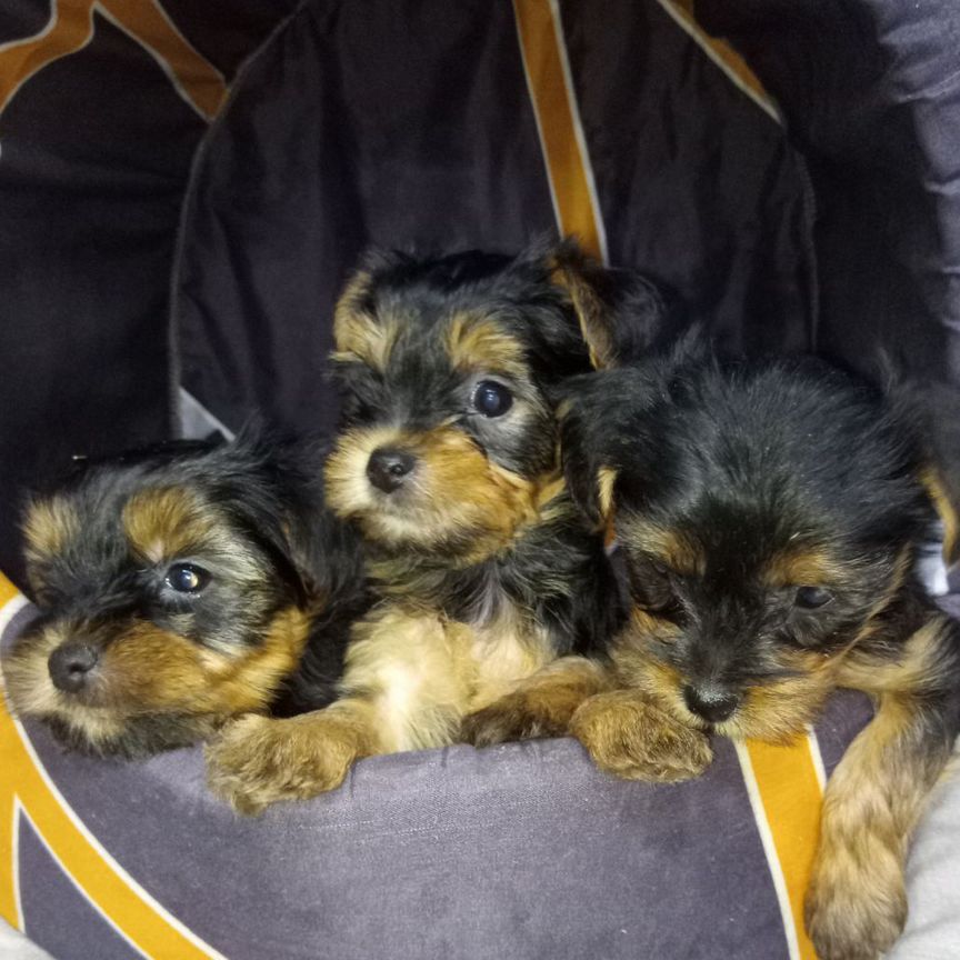 Йоркширский терьер, щенок