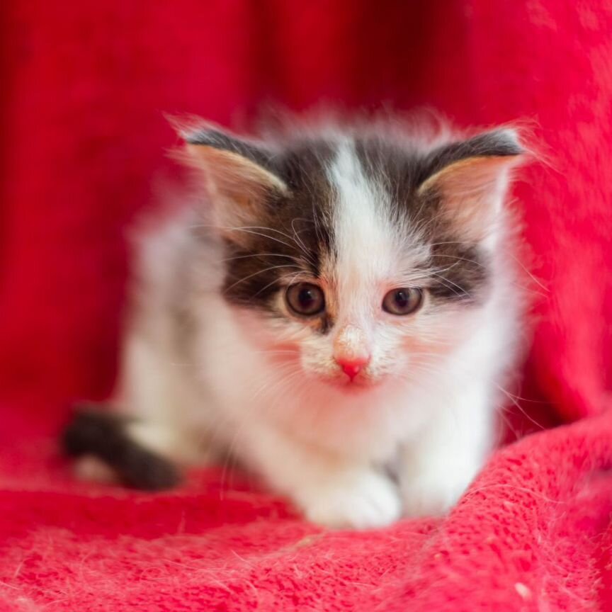 Маленькая леди