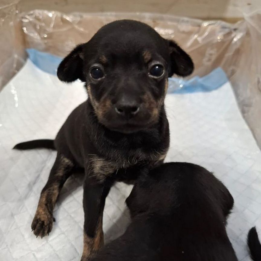 Мини той-терьер щенки