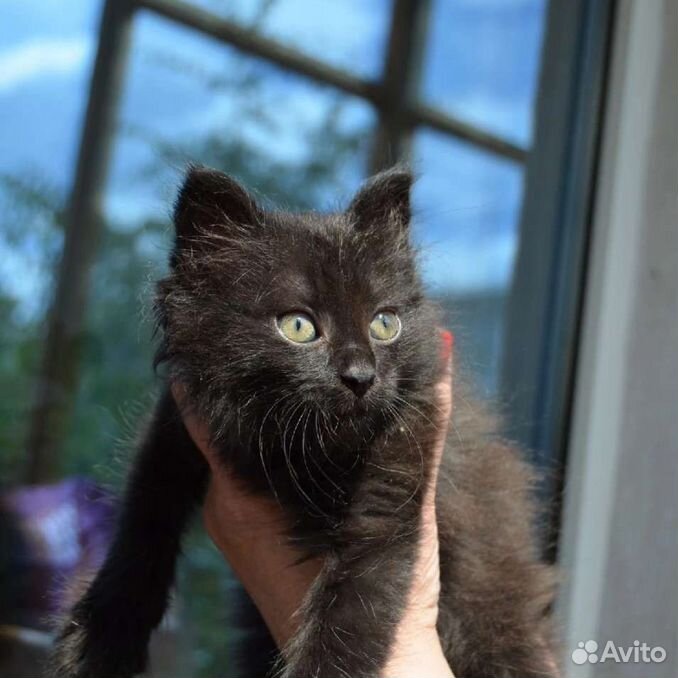 Котенок 1.5 месяца девочка Бася