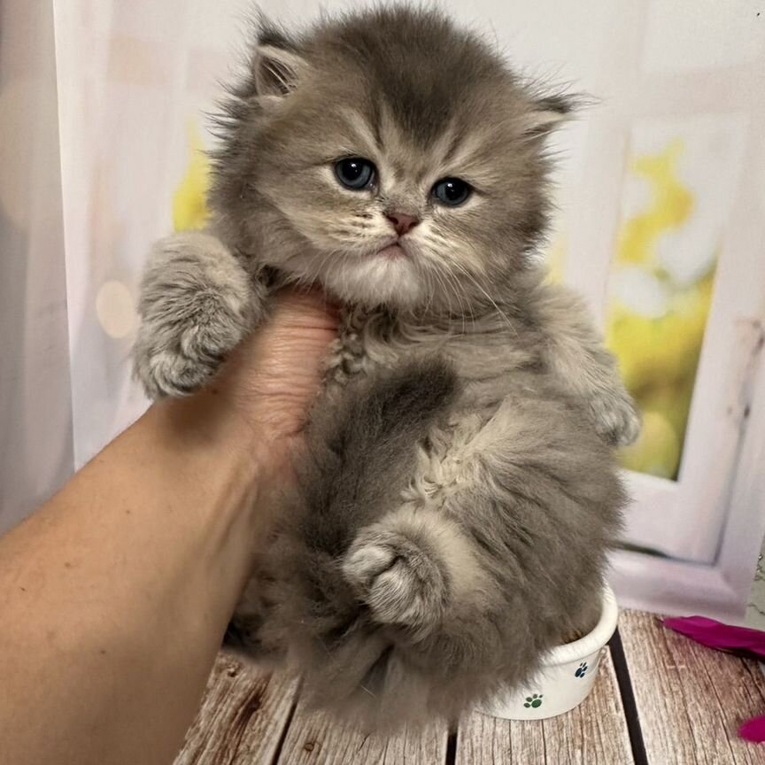 Мальчик голубое золото