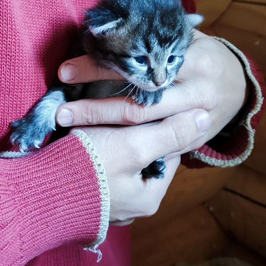 Отдам котят