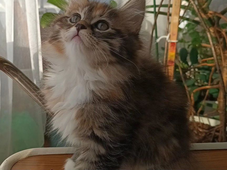 Котёнок Курильский бобтейл