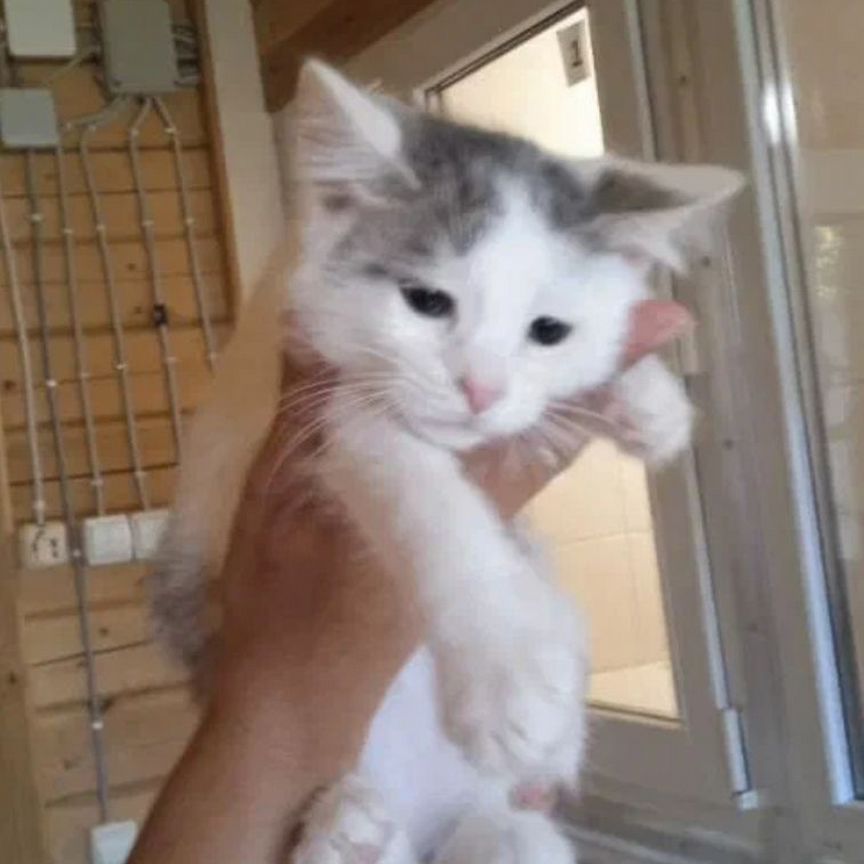Котенок Фёдор 3 мес. в добрые руки