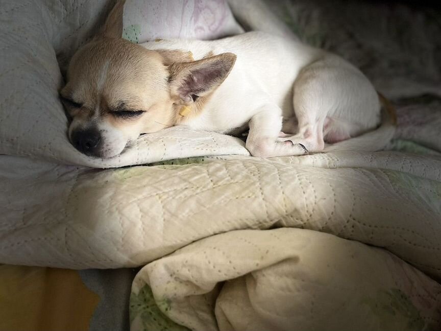 Чихуахуа мини вязка