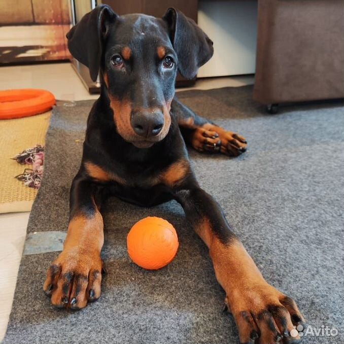 Продам щенка добермана 3 месяца