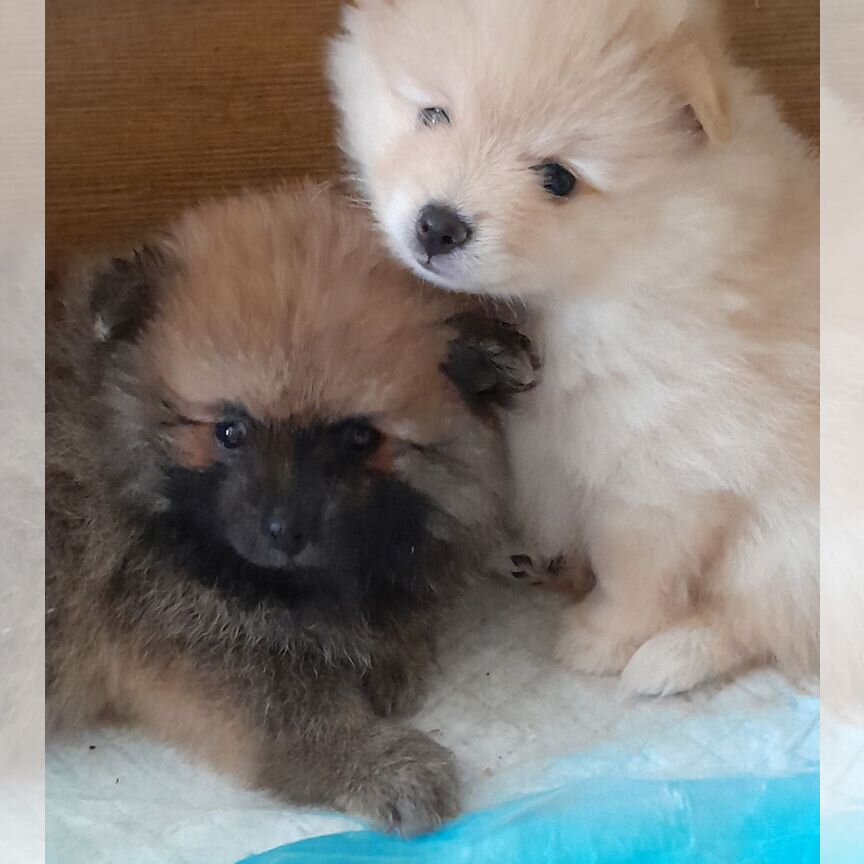 Щпицики, цены разные