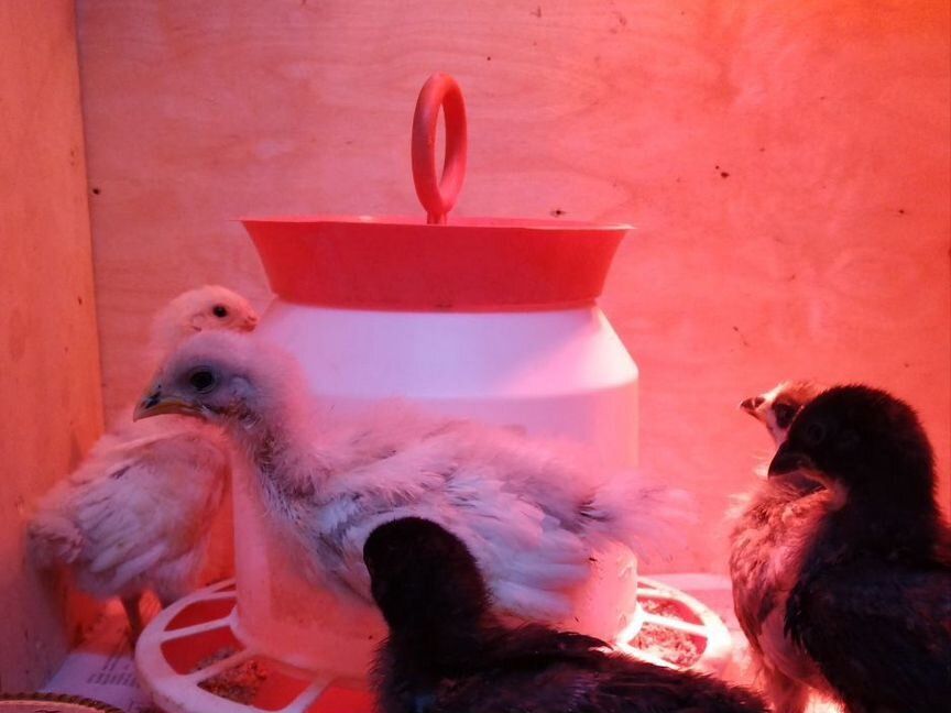 Цыплята не стандарт