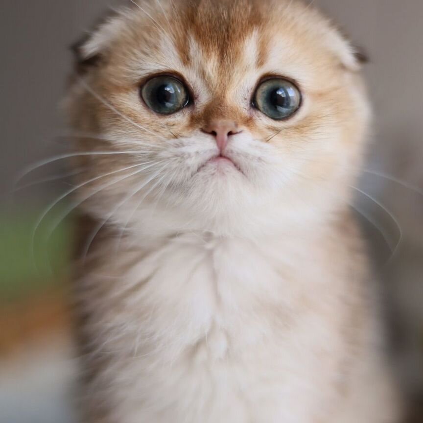 Котик золотой фолд