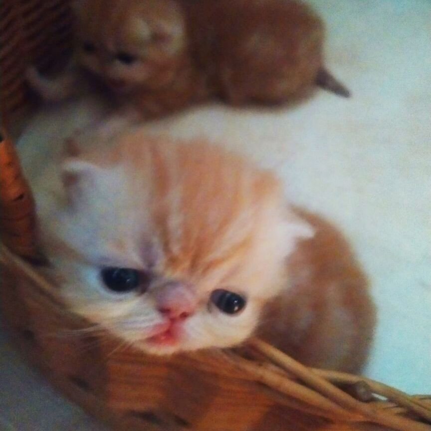 Экзотическая короткошерстная