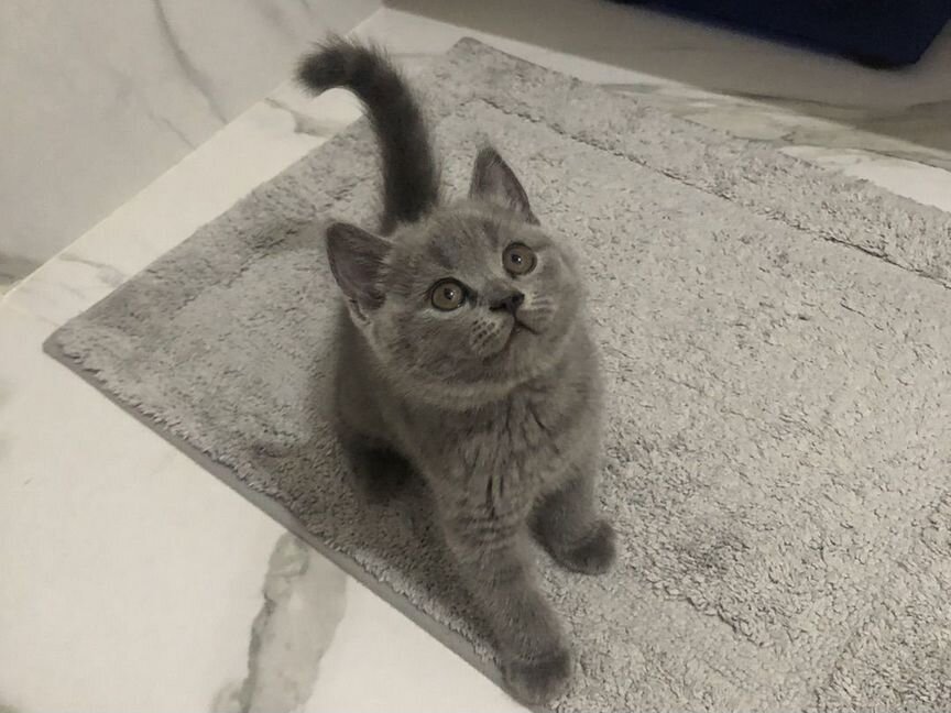 Британская