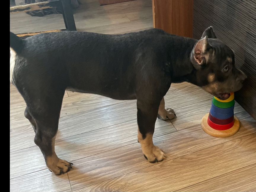 Американский булли