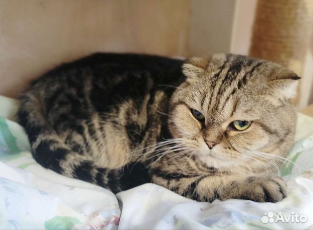 В добрые руки нежная ласковая Мали