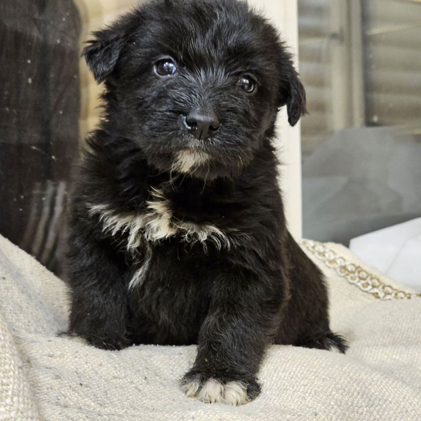 Щенок Добрыня 1,5 мес. Привезём в добрую семью