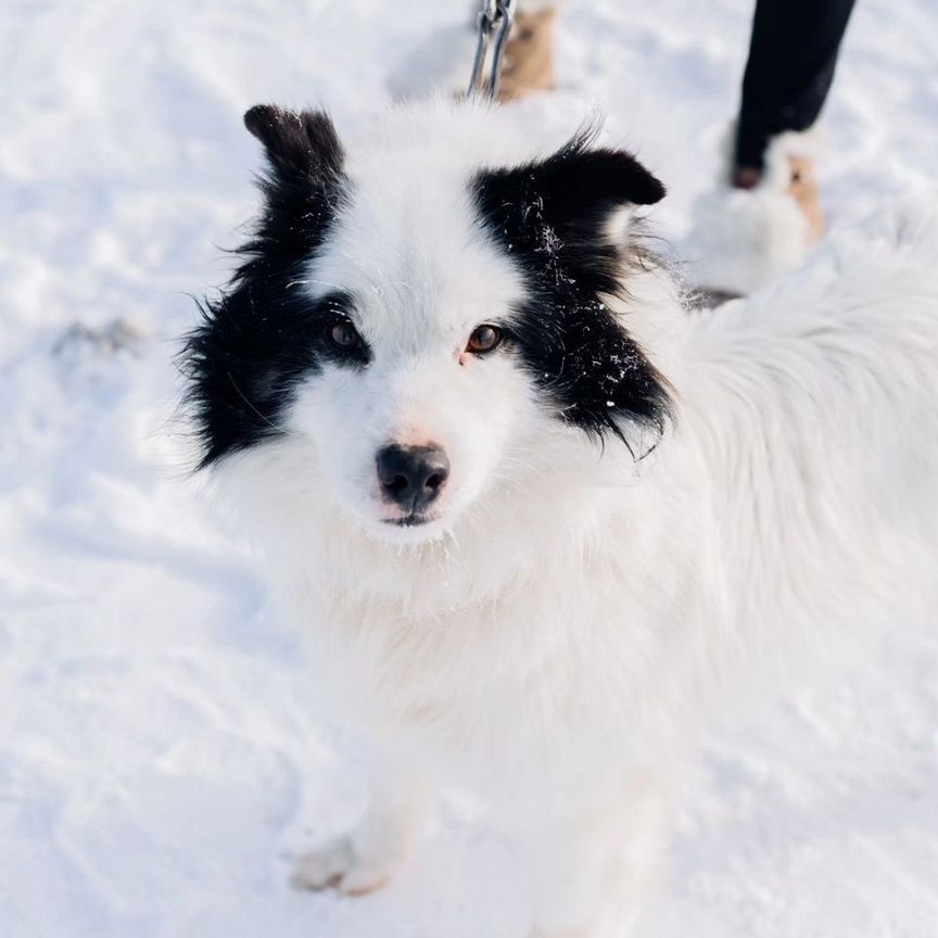 Собака в добрые руки