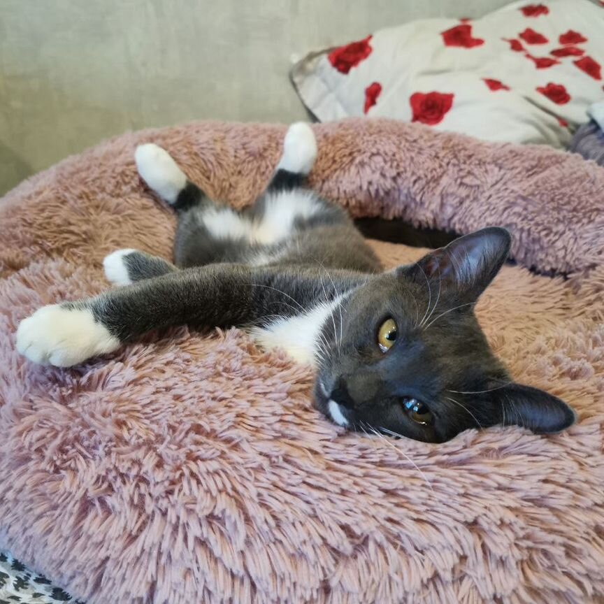 Сладкий котенок