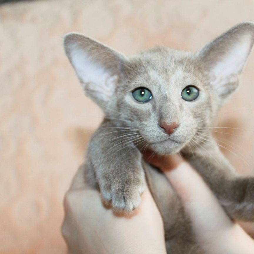 Ориентальные котятки