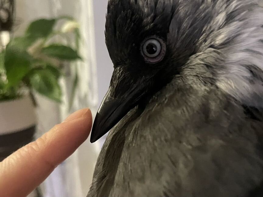 Галка в добрые руки