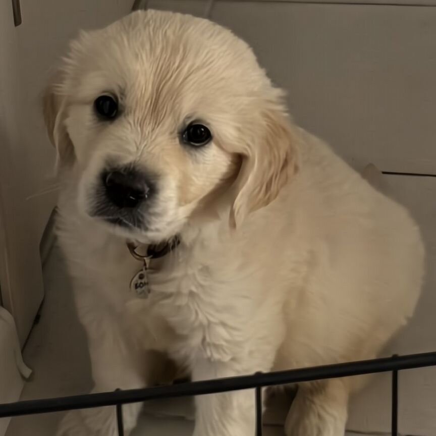 Золотистый ретривер, щенок