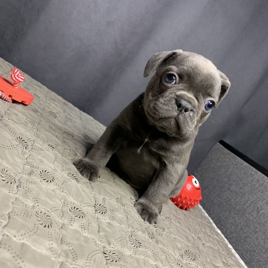 Французский бульдог