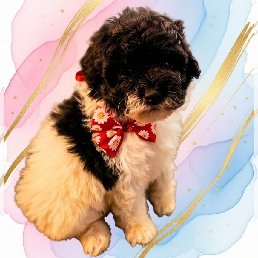 Той-пудель, щенок