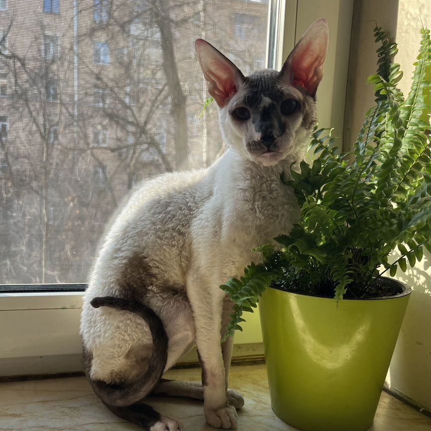 Мальчики в хорошие руки